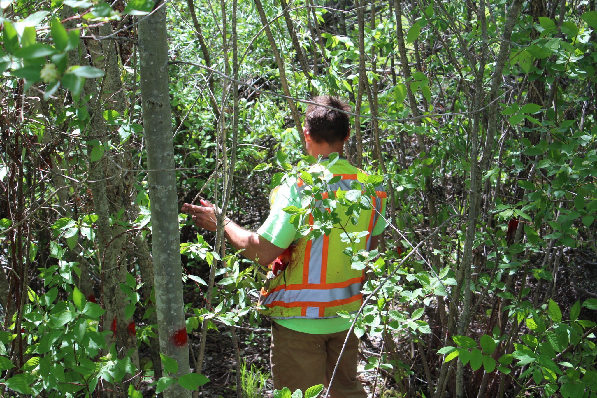 Vegetation Management - Lake Region Electric Cooperative
